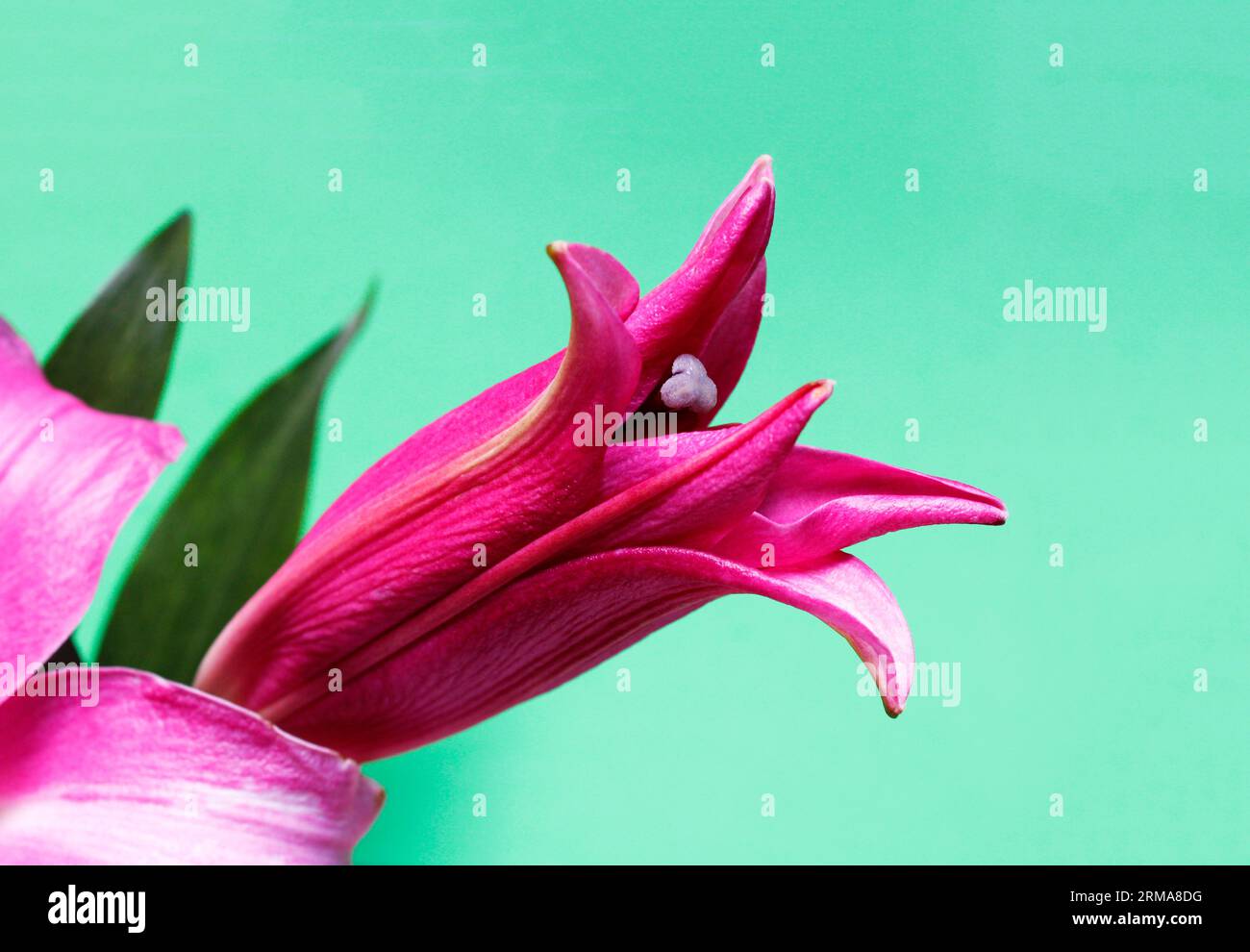 Beautiful pink lily flower bud Stock Photo - Alamy