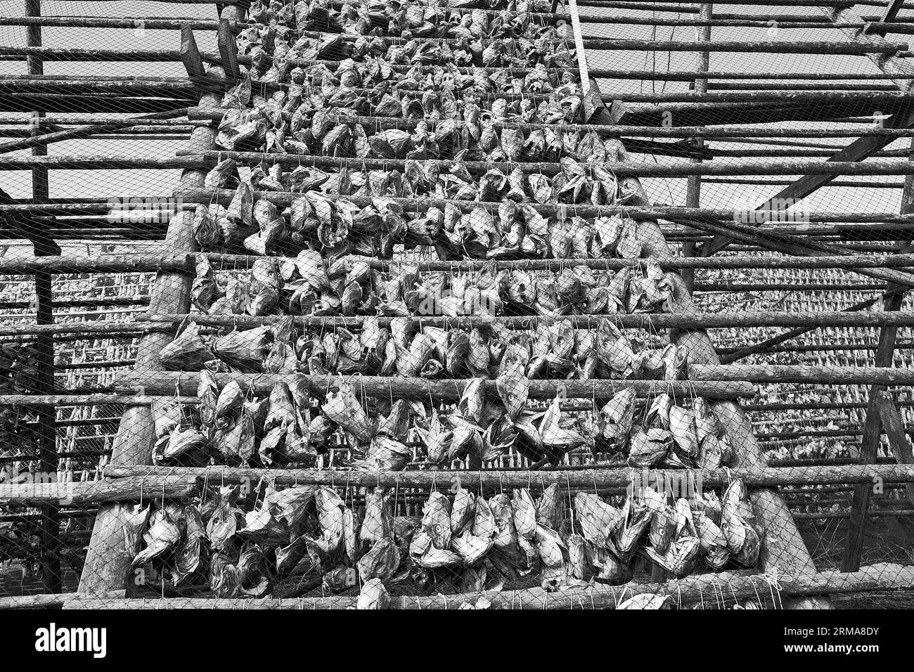 Fish drying on frame hi-res stock photography and images - Alamy