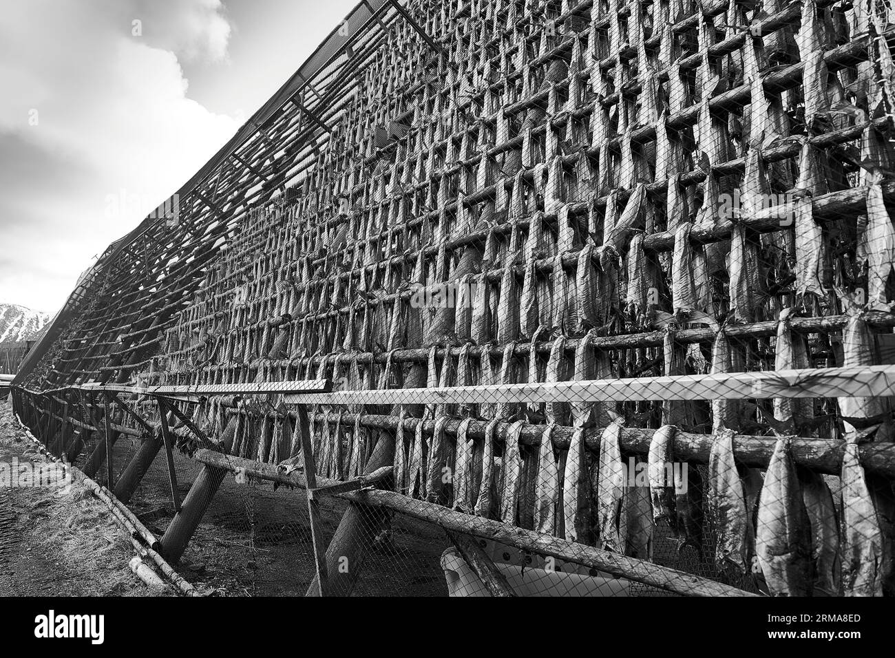 Fish drying on frame hi-res stock photography and images - Alamy