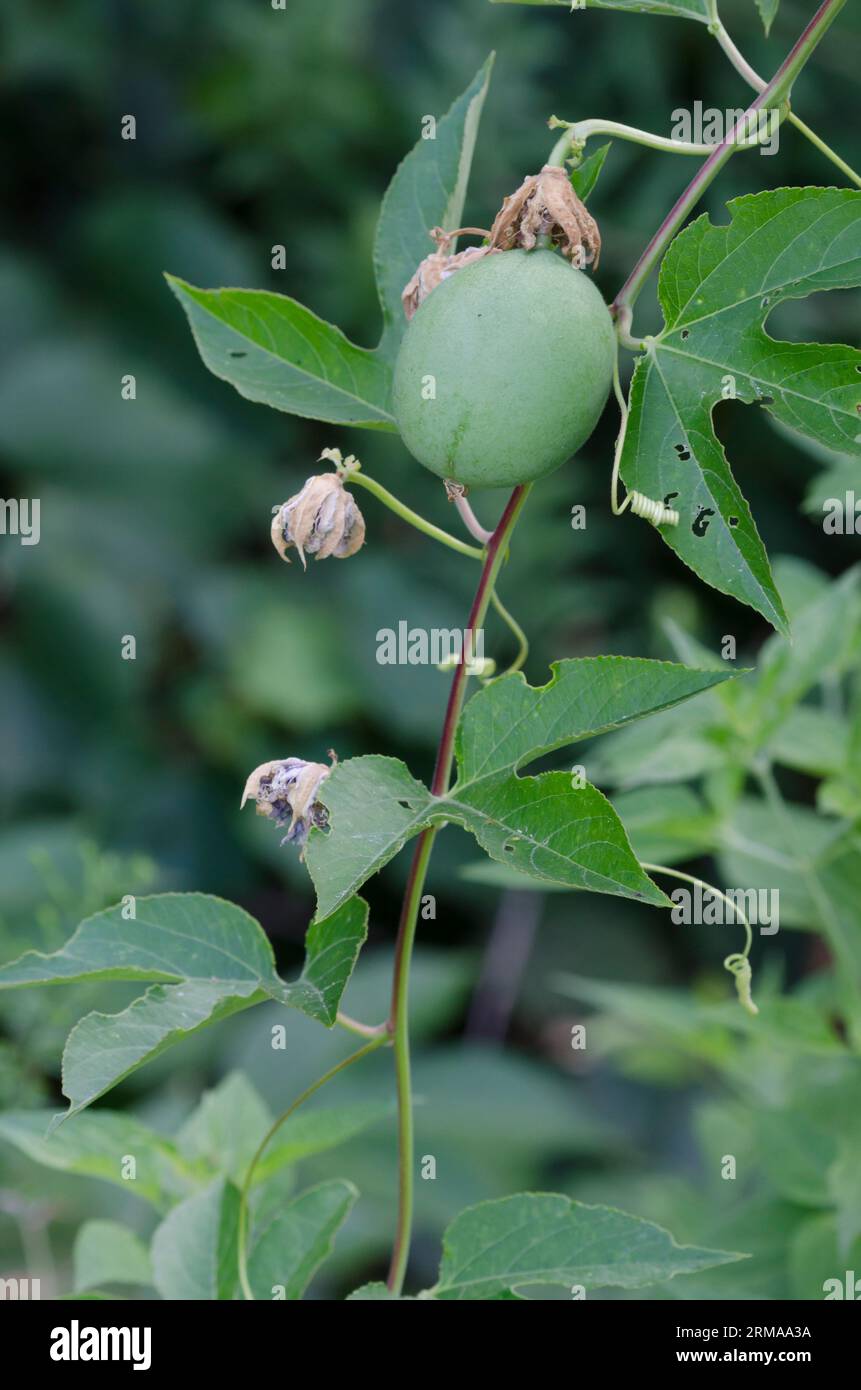 Purple Passionflower, Passiflora incarnata, fruit Stock Photo - Alamy