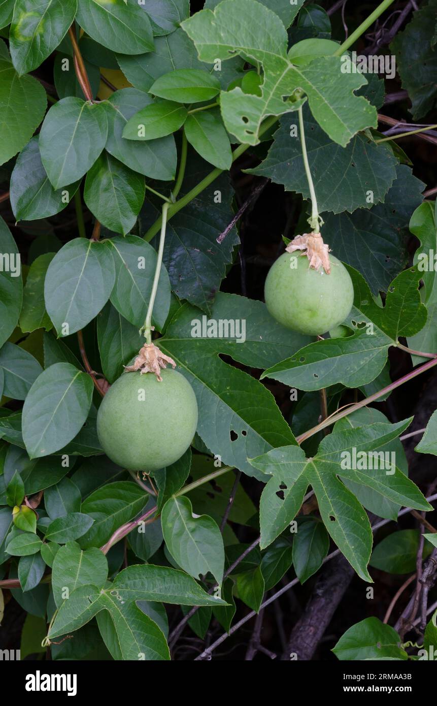 Passiflora incarnata fruit hi-res stock photography and images - Alamy