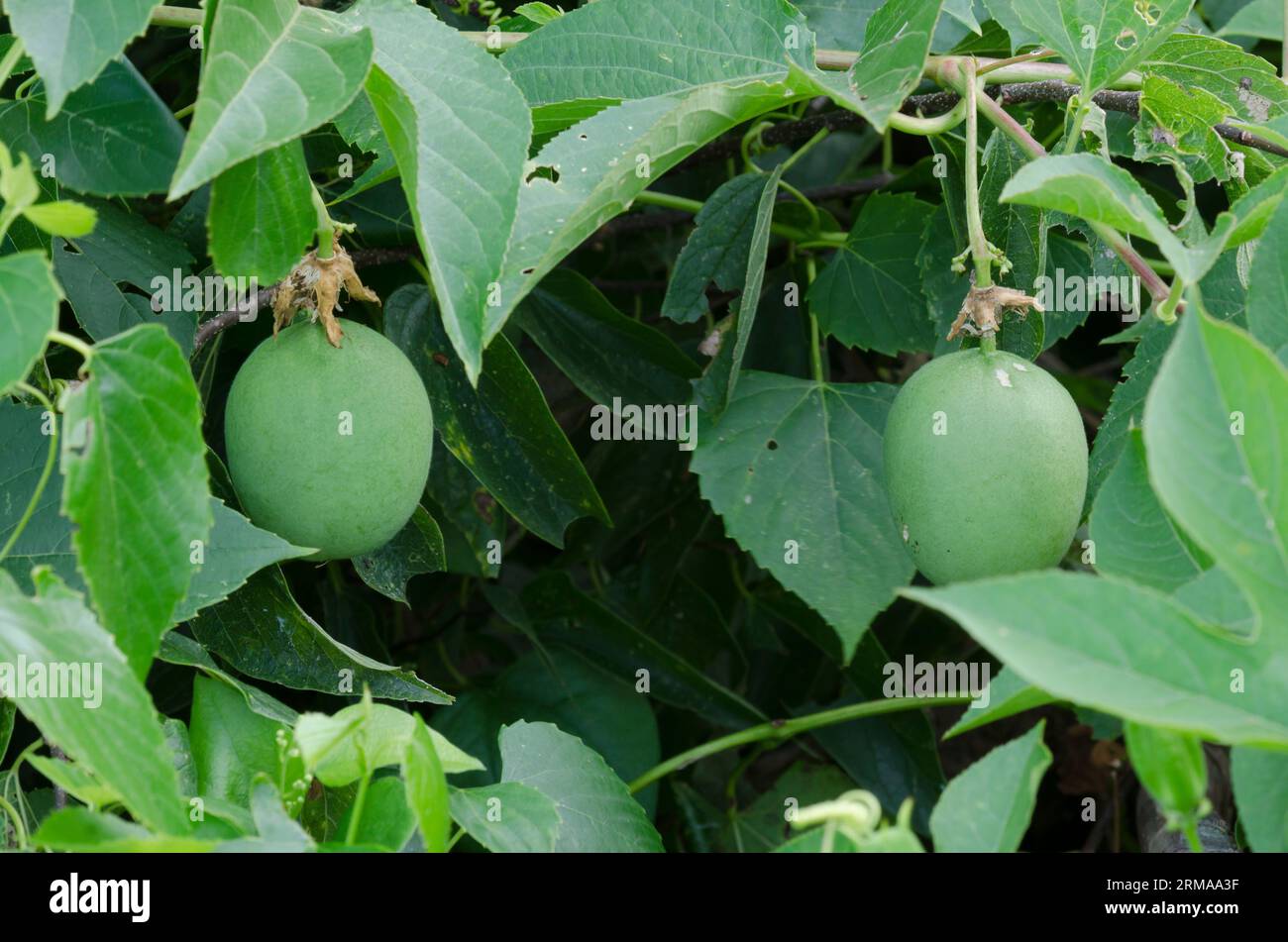 Purple Passionflower, Passiflora incarnata, fruit Stock Photo - Alamy