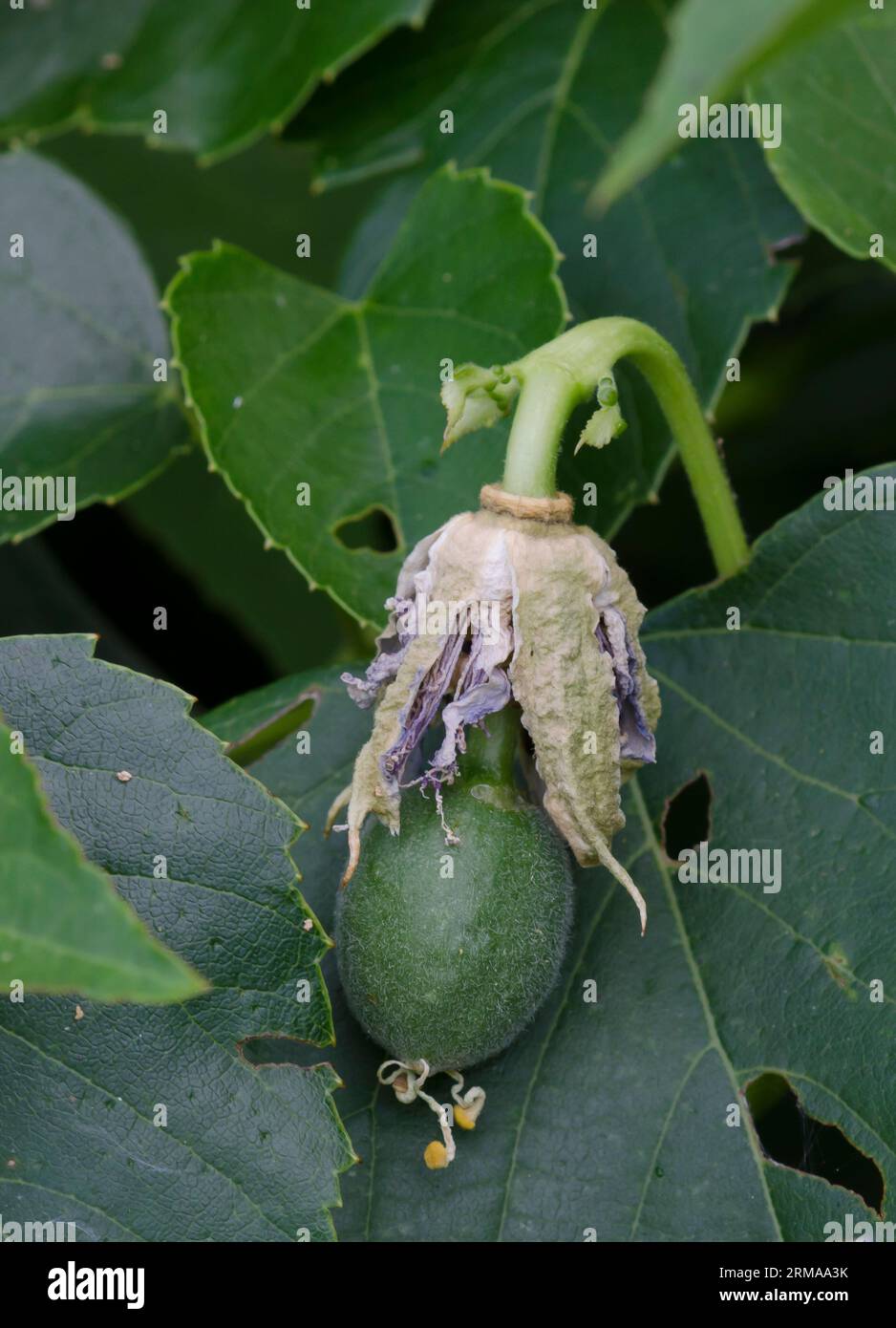 Purple Passionflower, Passiflora incarnata, fruit Stock Photo - Alamy