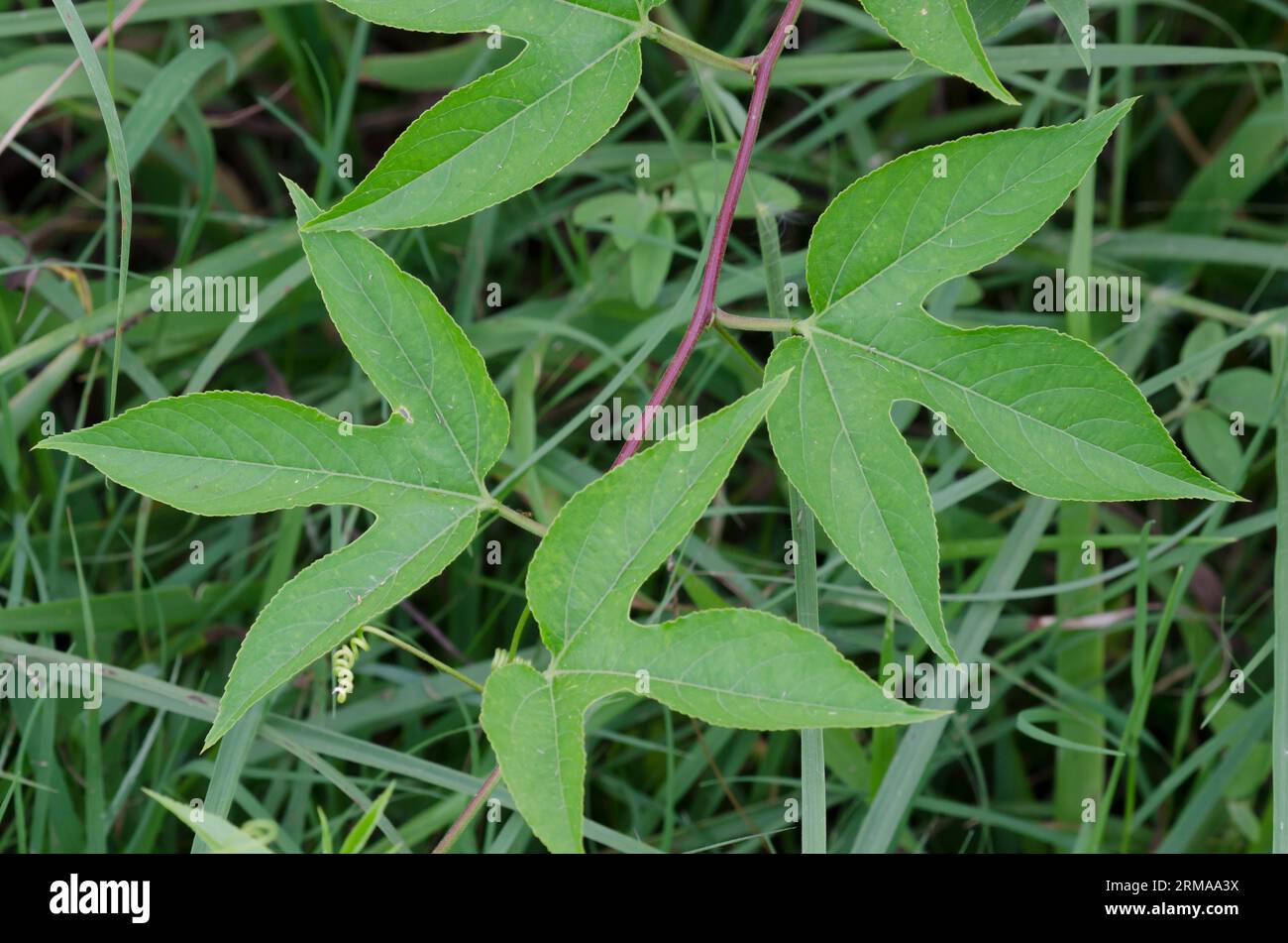 Purple Passionflower, Passiflora incarnata, leaves Stock Photo - Alamy Purple Passionflower, Passiflora incarnata, leaves Stock Photo - Alamy