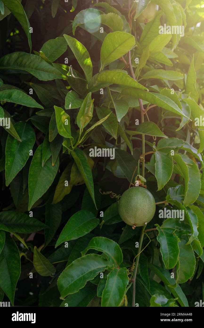 Passion fruit maracuja growing on the tree in the garden, beauty summer ...