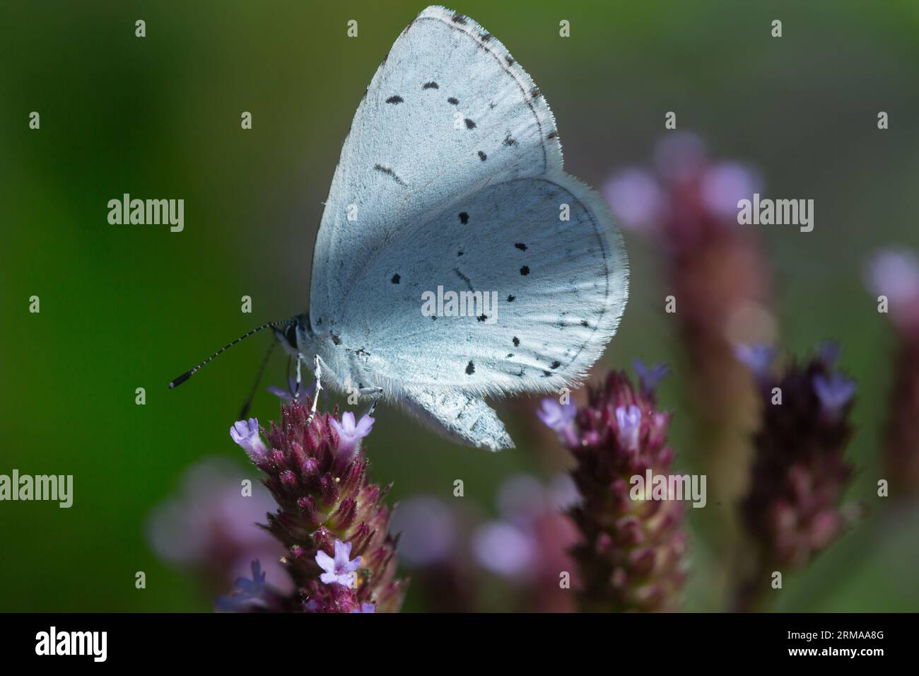 Holly Blue Butterfly / Celastrina argiolus. nectaring on flowers Stock ...