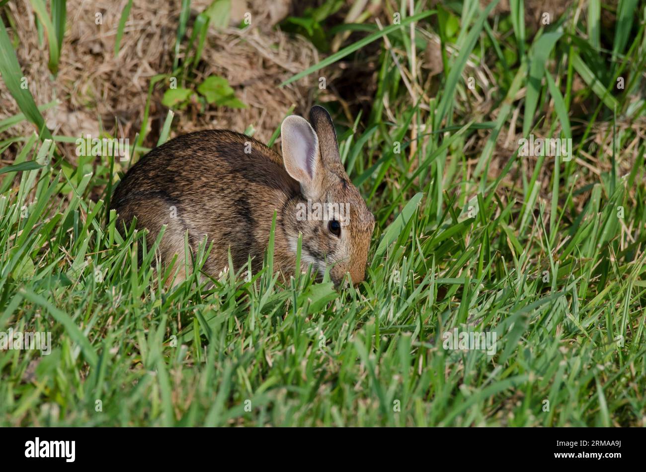 Cottontail rabbit eating hi-res stock photography and images - Alamy