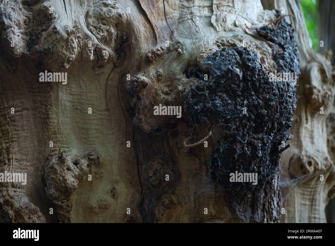 Ancient gnarly sweet chestnut tree hi-res stock photography and images ...
