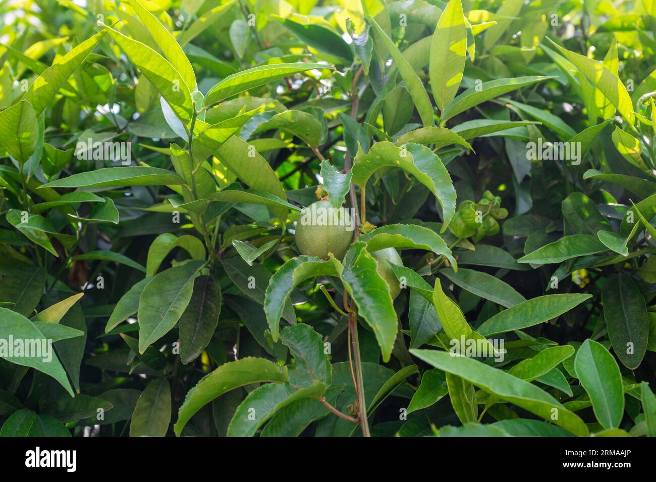 Passion fruit maracuja growing on the tree in the garden, beauty summer ...