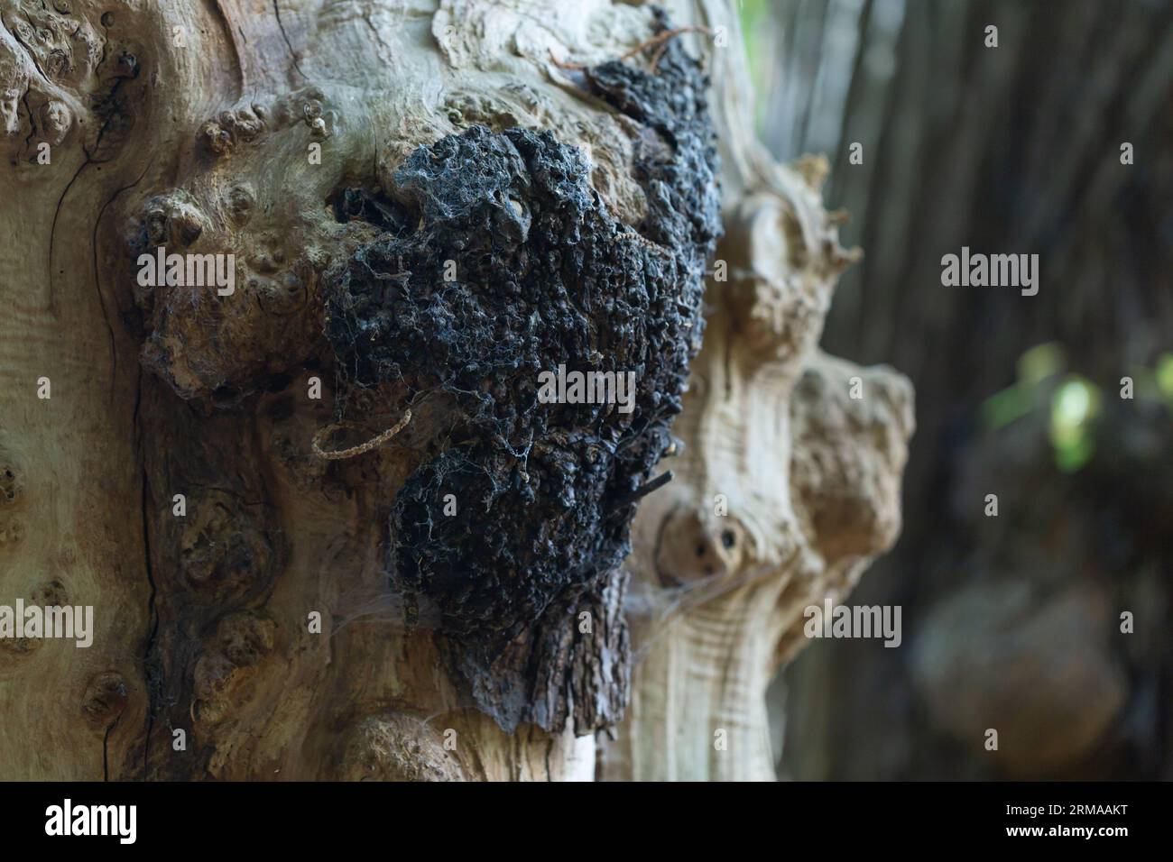 Ancient gnarly sweet chestnut tree hi-res stock photography and images ...