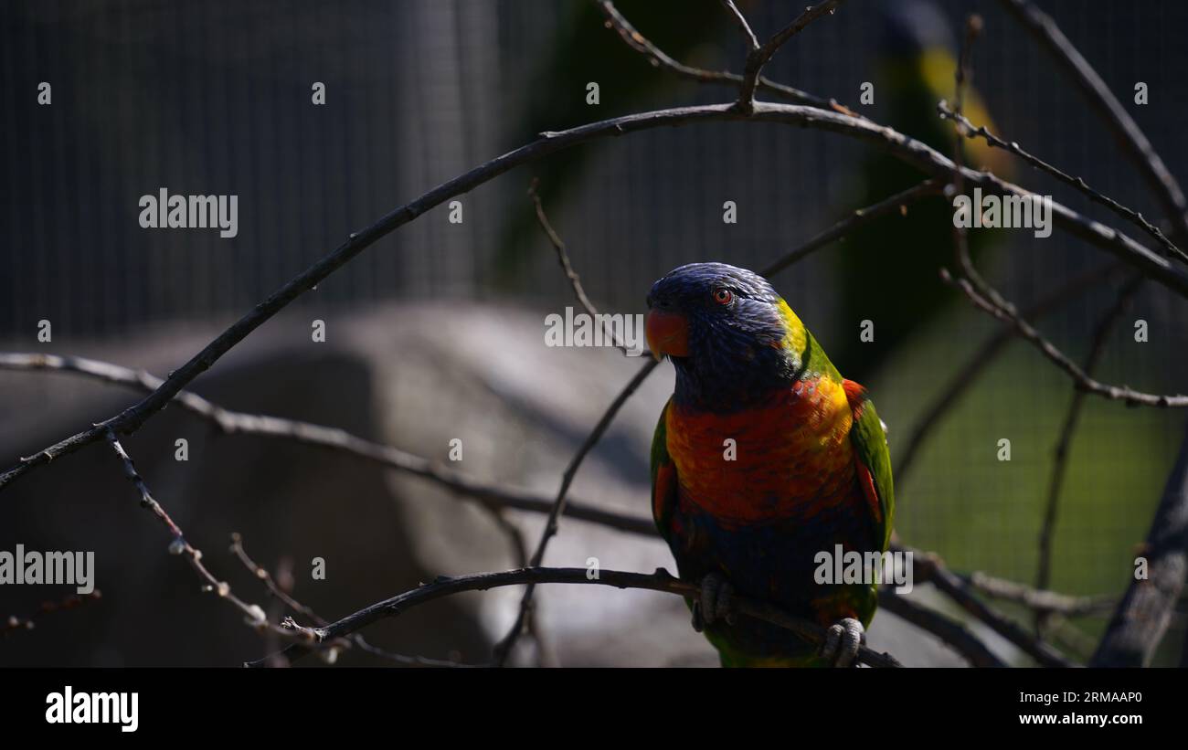 colorful parrot. Trained parrot in zoo performing Stock Photo - Alamy