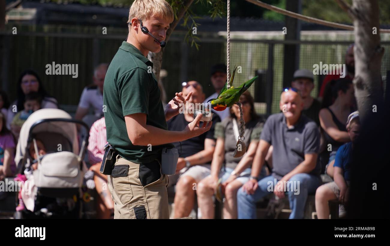 colorful parrot. Trained parrot in zoo performing Stock Photo - Alamy