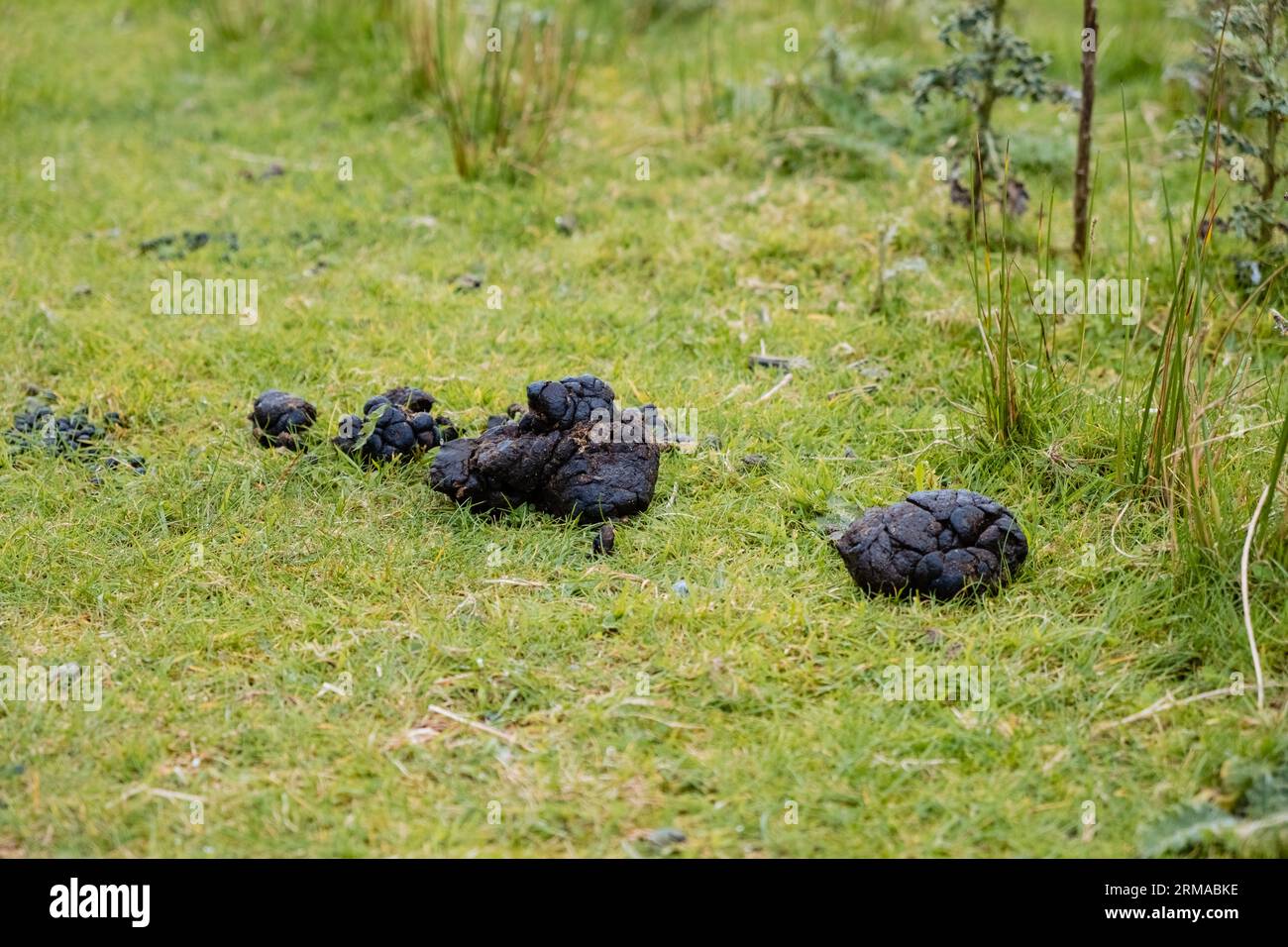 Cow dung on meadow hi-res stock photography and images - Alamy