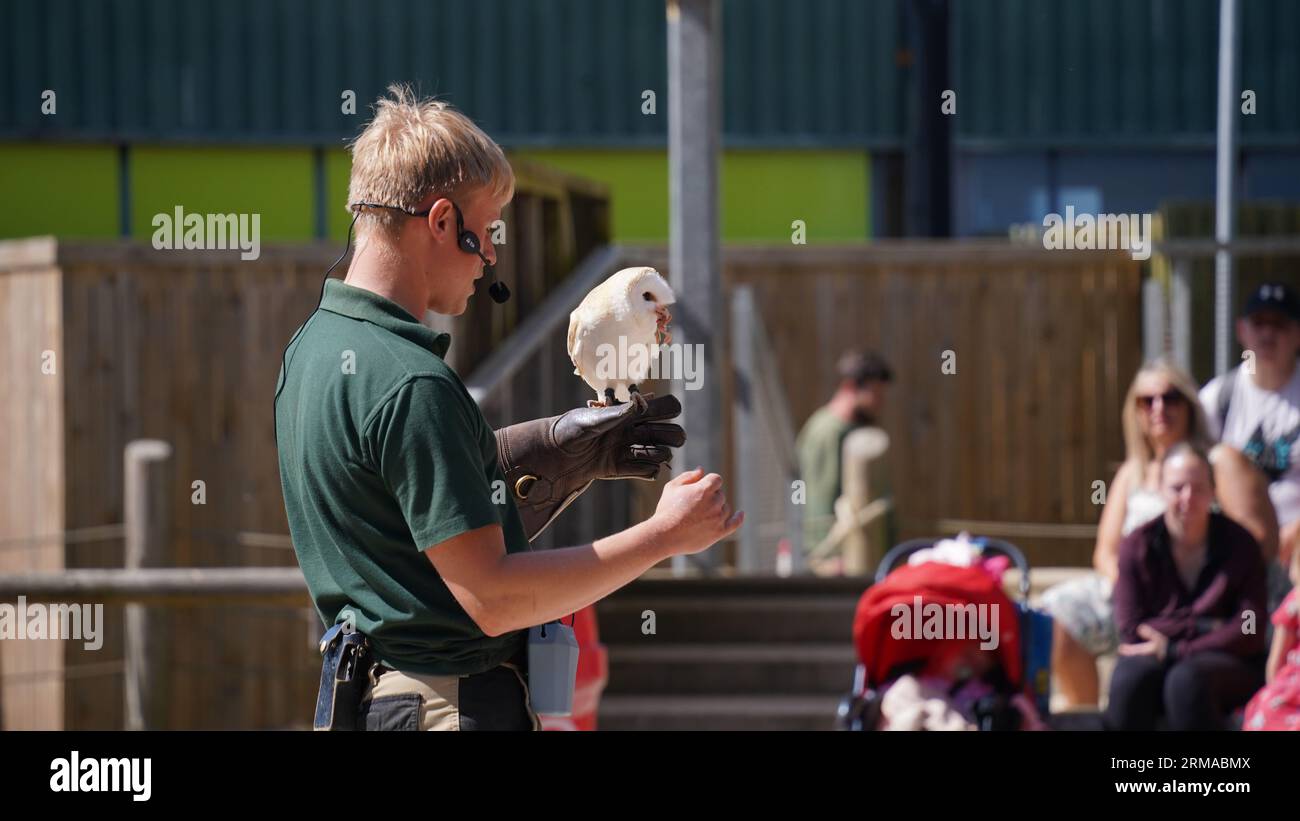 colorful parrot. Trained parrot in zoo performing Stock Photo - Alamy