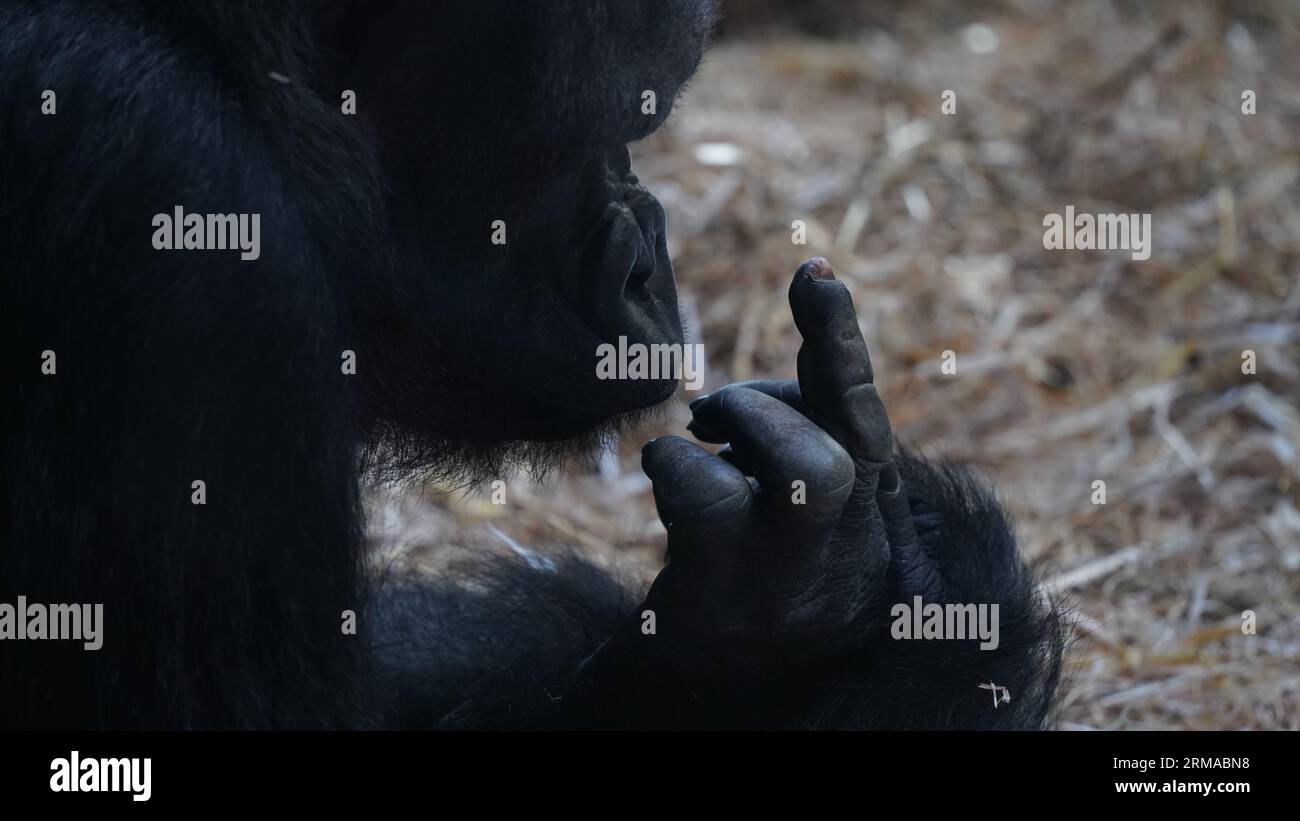 Gorilla watching into camera hi-res stock photography and images - Alamy