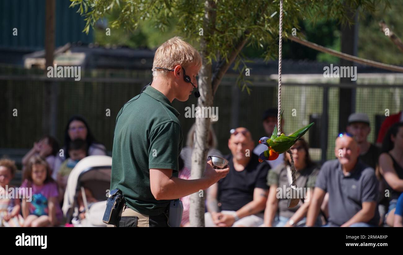 colorful parrot. Trained parrot in zoo performing Stock Photo - Alamy