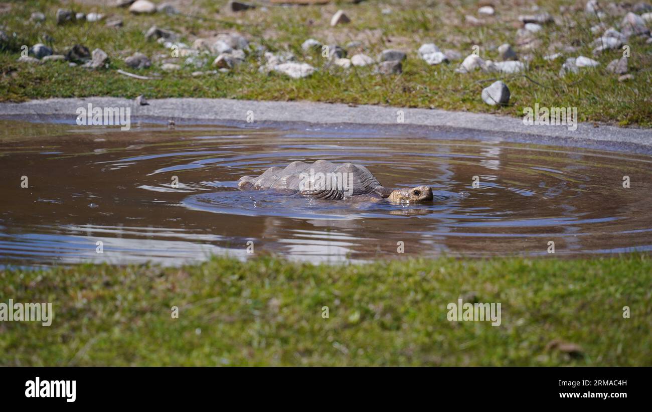 Big turtle. Big turtle in the zoo swims in the water Stock Photo - Alamy