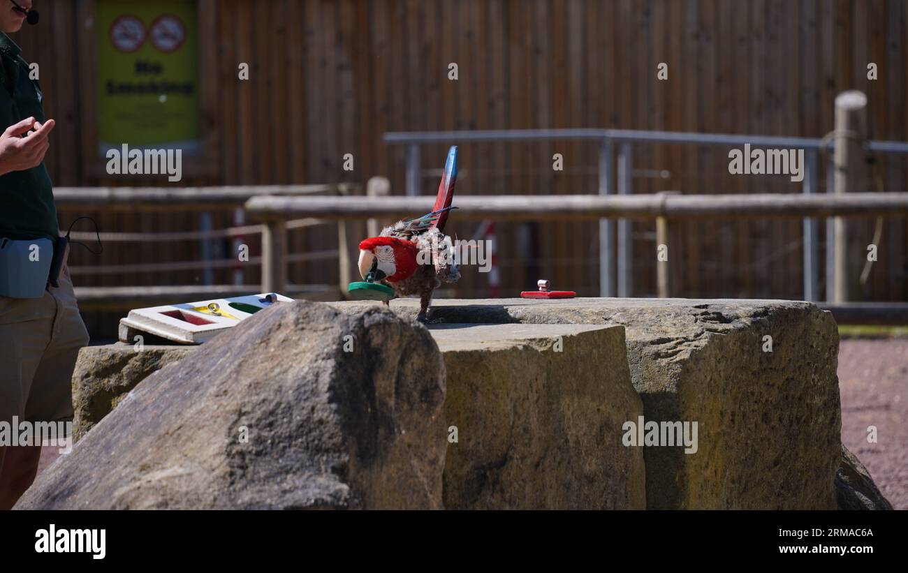 colorful parrot. Trained parrot in zoo performing Stock Photo - Alamy