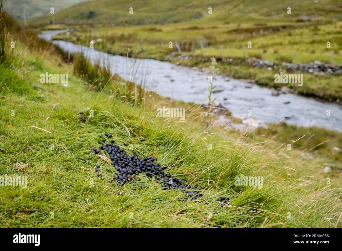 Sheep droppings hi-res stock photography and images - Alamy
