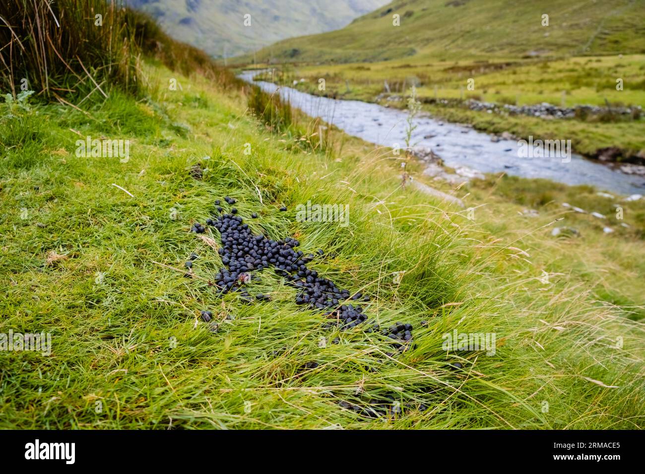 Natural sheep droppings fertilize the lush green meadow in a serene ...