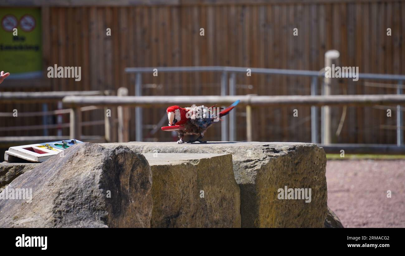 colorful parrot. Trained parrot in zoo performing Stock Photo - Alamy