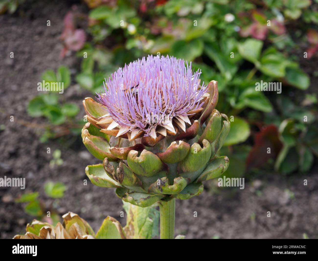 Cardoon plant hi-res stock photography and images - Alamy