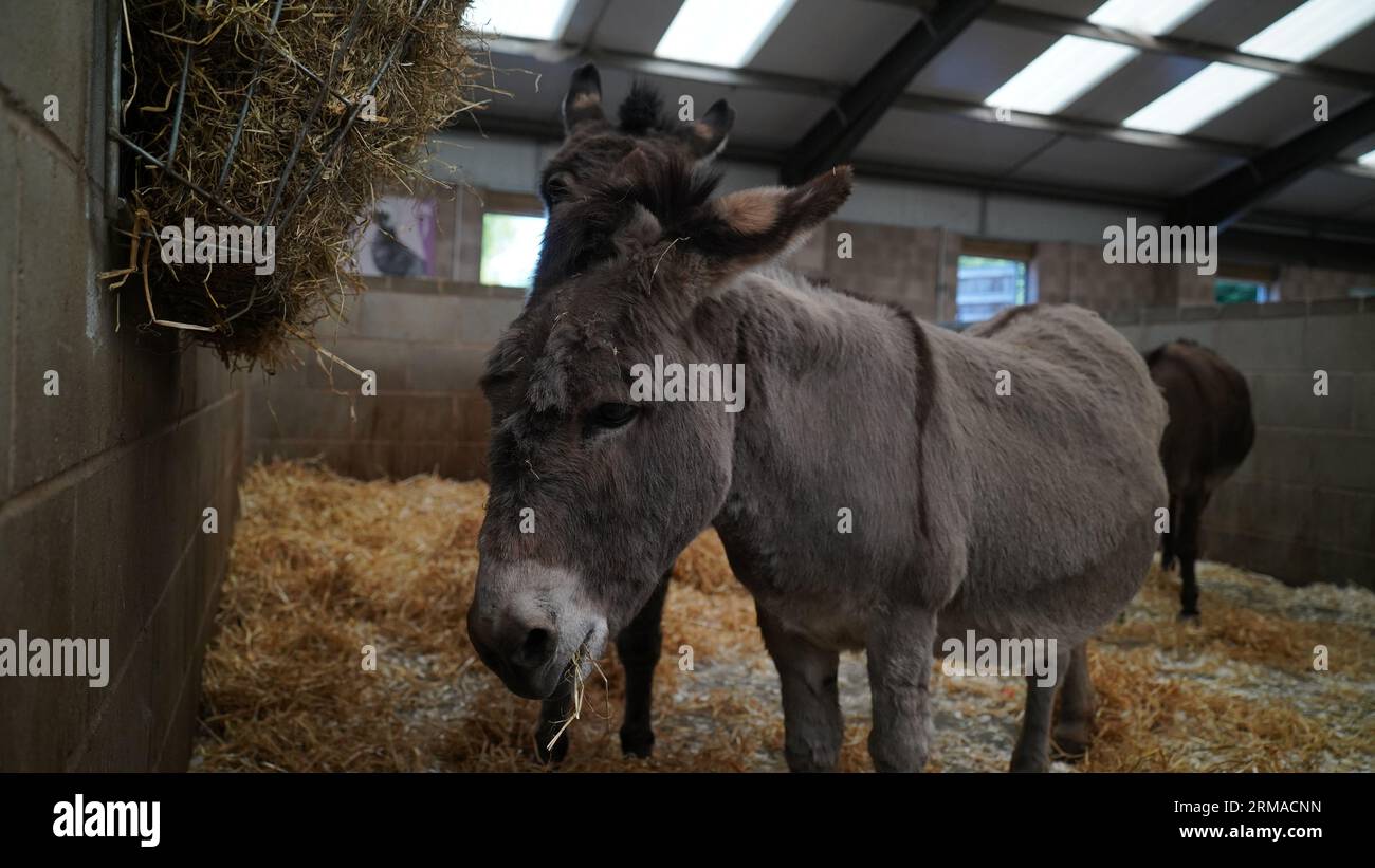 donkey Sweet donkey eating.donkey in the barn Stock Photo - Alamy