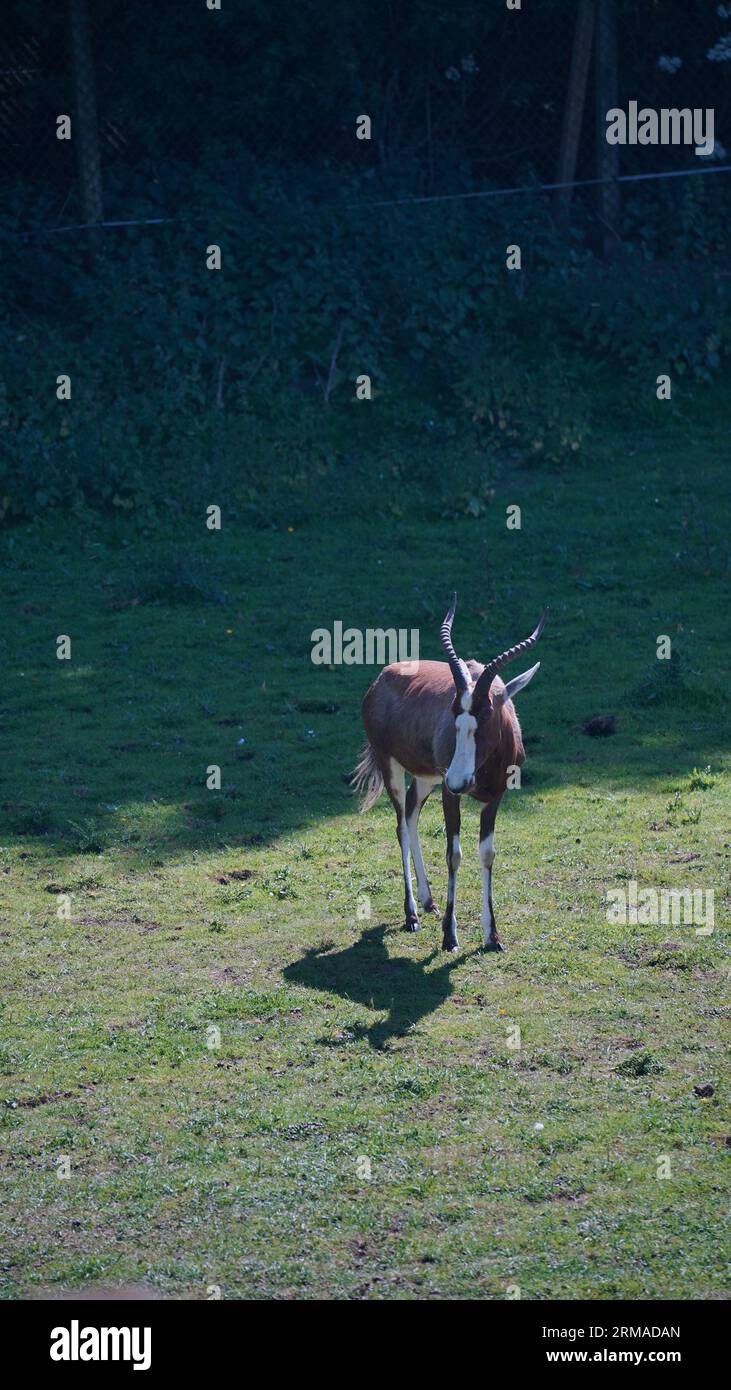 Goat alone in the forest. Mountain goat foraging in the forest Stock ...
