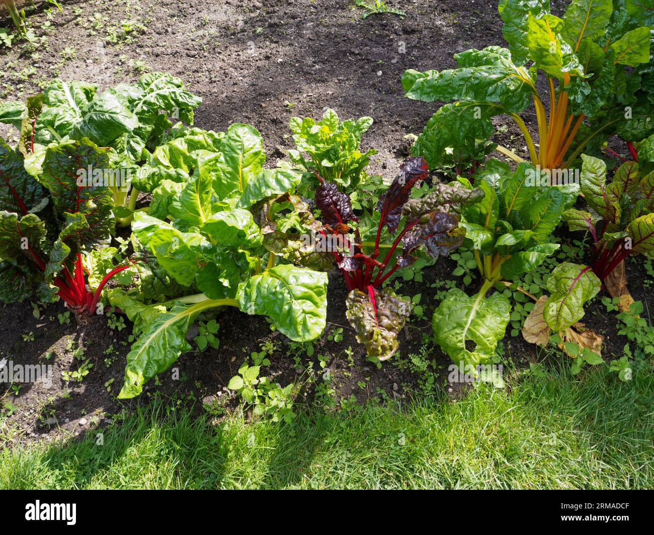 Bright lights chard hi-res stock photography and images - Alamy