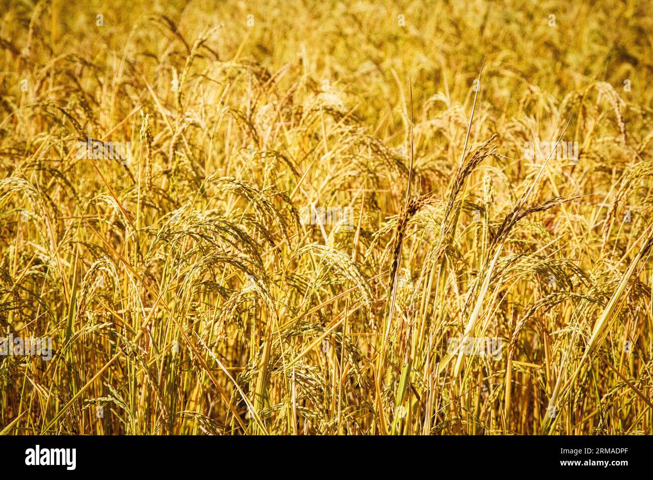 A rice field matures in the Punakha Valley of Bhutan Stock Photo - Alamy