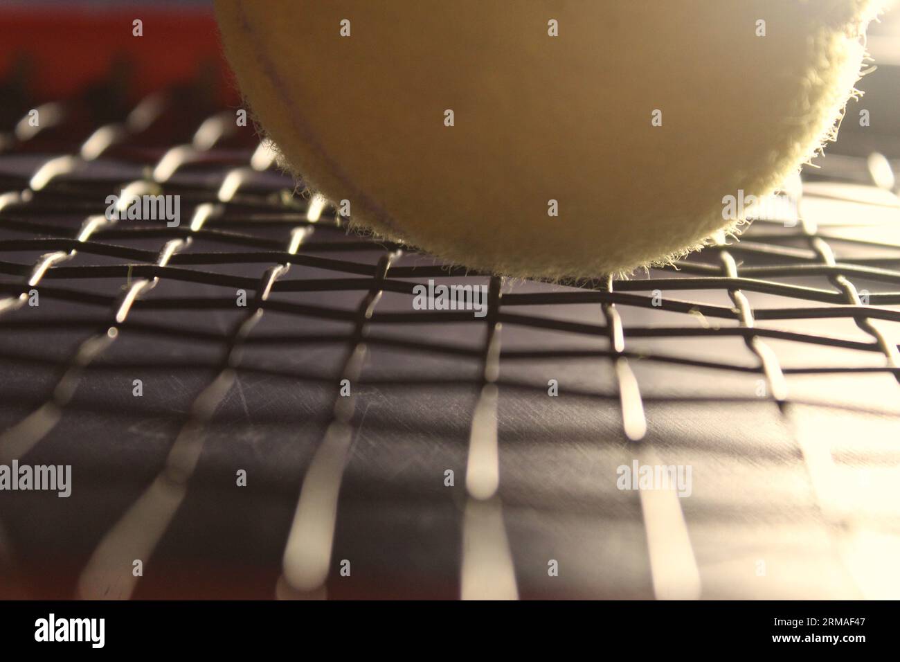 A photo of a yellow tennis ball on a tennis racket's black strings ...