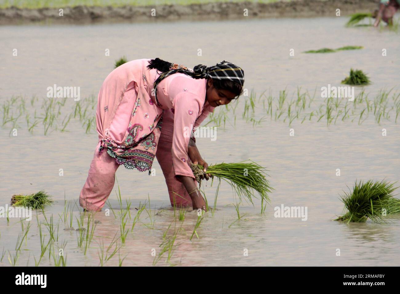 Pakistani farmer in the field hi-res stock photography and images - Alamy