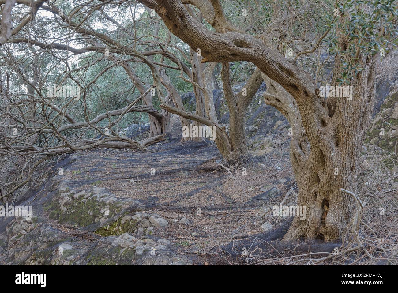 Ready-to-Harvest Olives in Corfu Stock Photo - Alamy