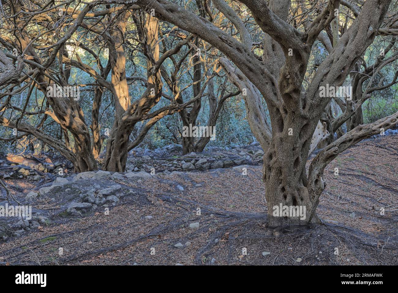Ready-to-Harvest Olives in Corfu Stock Photo - Alamy