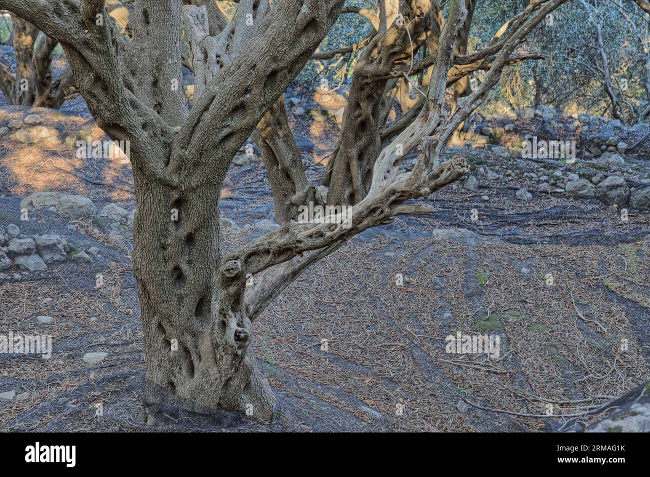 Ready-to-Harvest Olives in Corfu Stock Photo - Alamy
