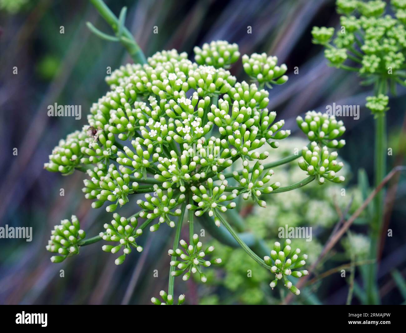 Rock samphire or sea fennel (crithmum maritimum Stock Photo - Alamy