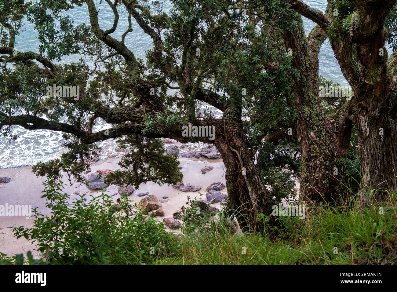 Ancient Pohutukawa Trees cling to the slopes of Mauao, Bay of Plenty ...