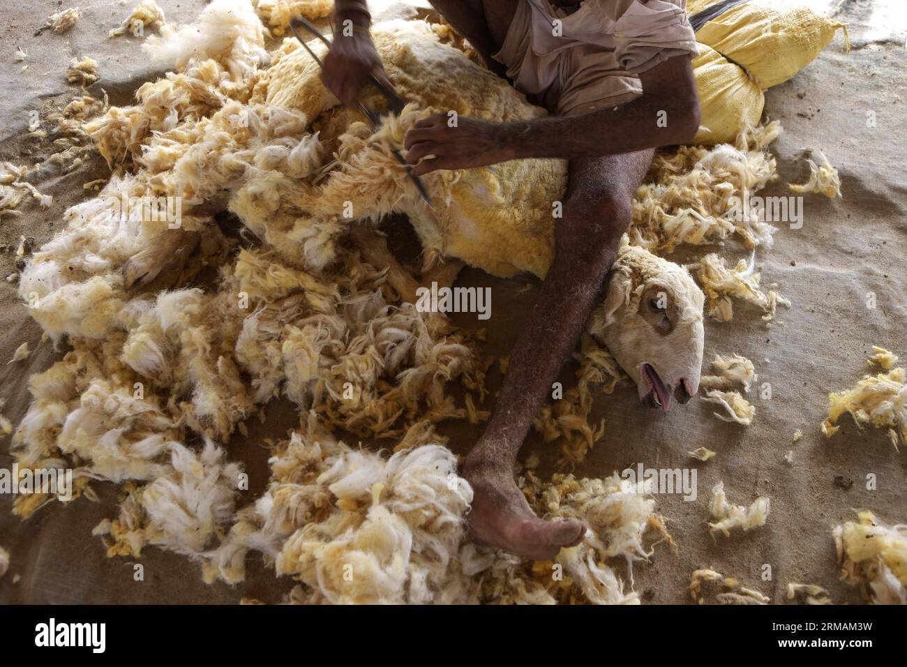 Old sheep breeds hi-res stock photography and images - Alamy