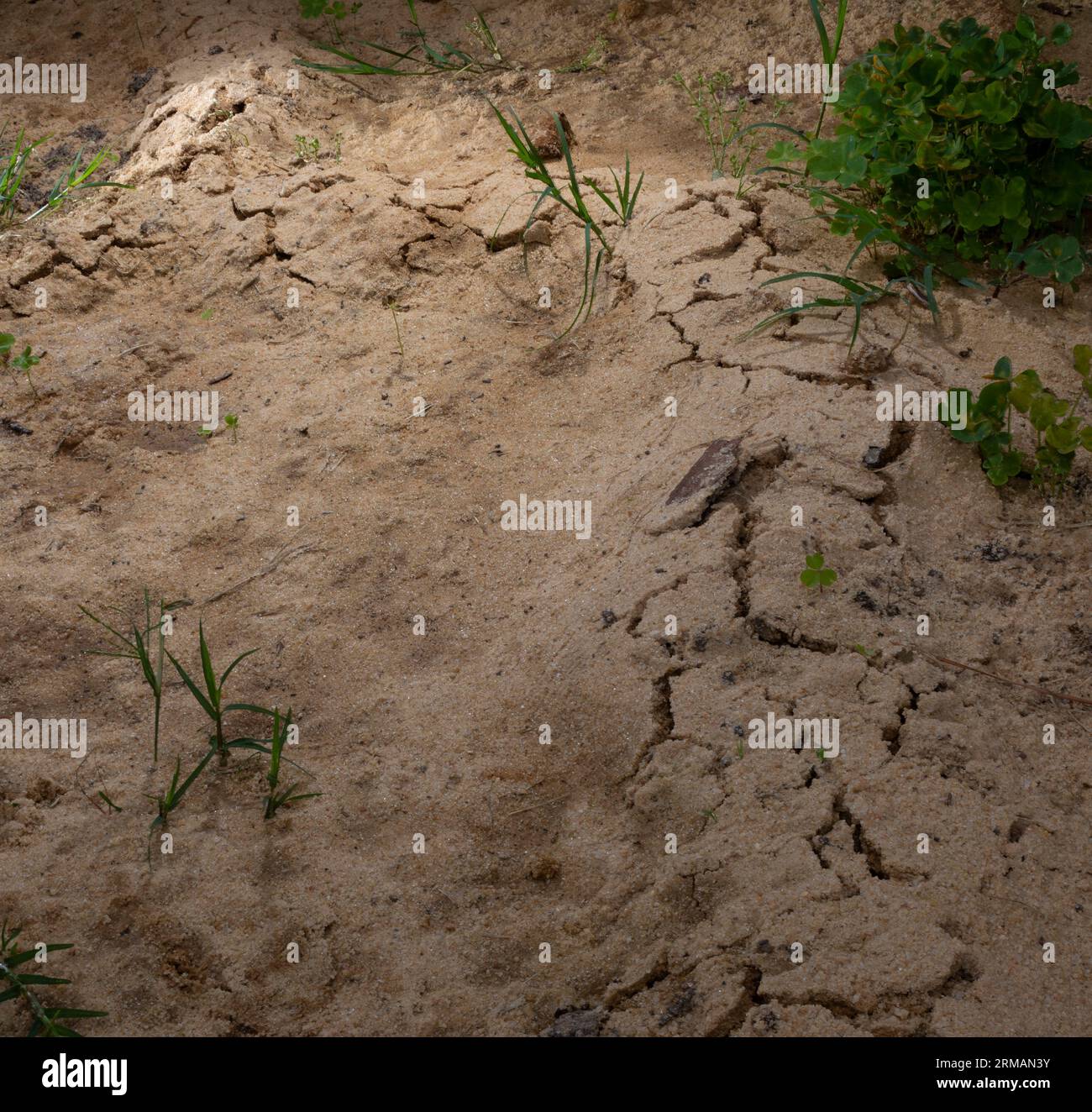 Voles digging in the sand overnight caused big bulges above their ...
