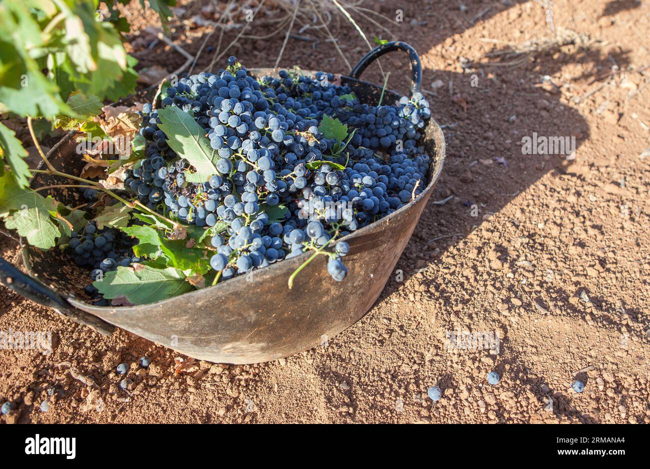 Harvesting bucket full of red bunches. Grape harvest season scene Stock ...