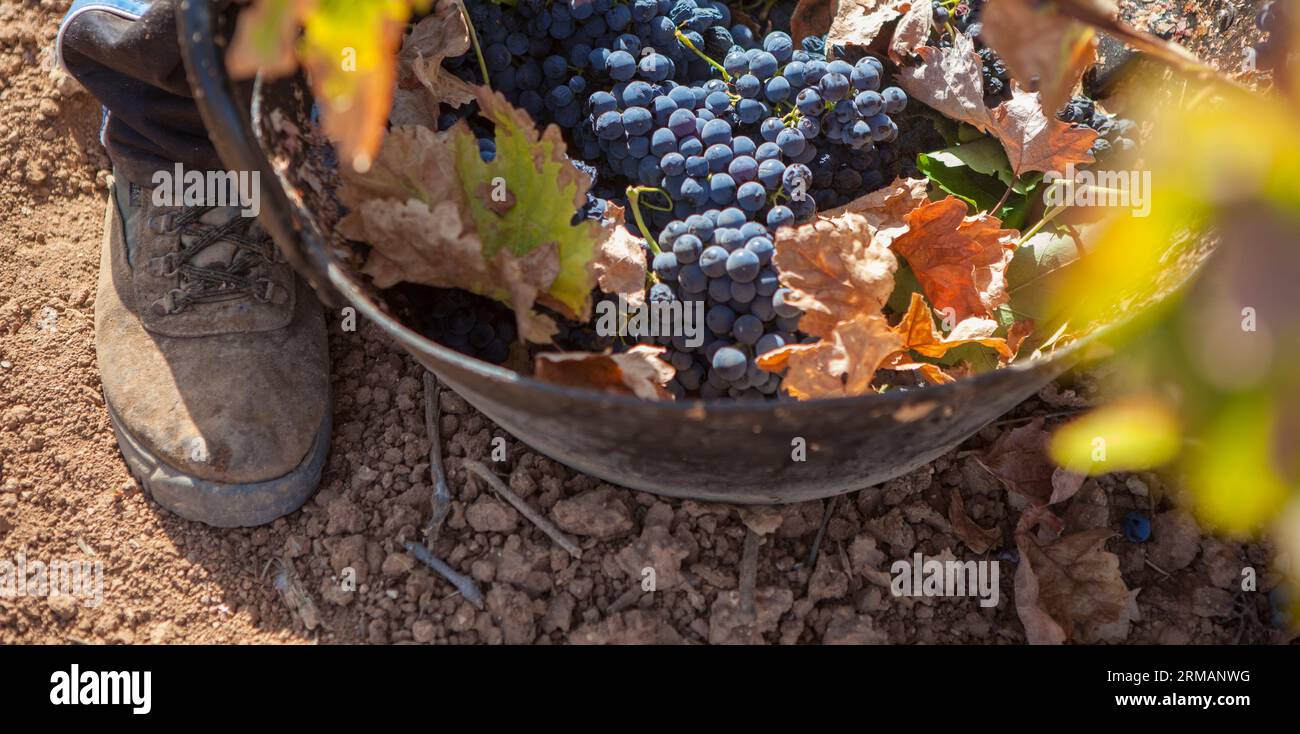 Grape picker working with harvesting bucket on the ground. Grape ...