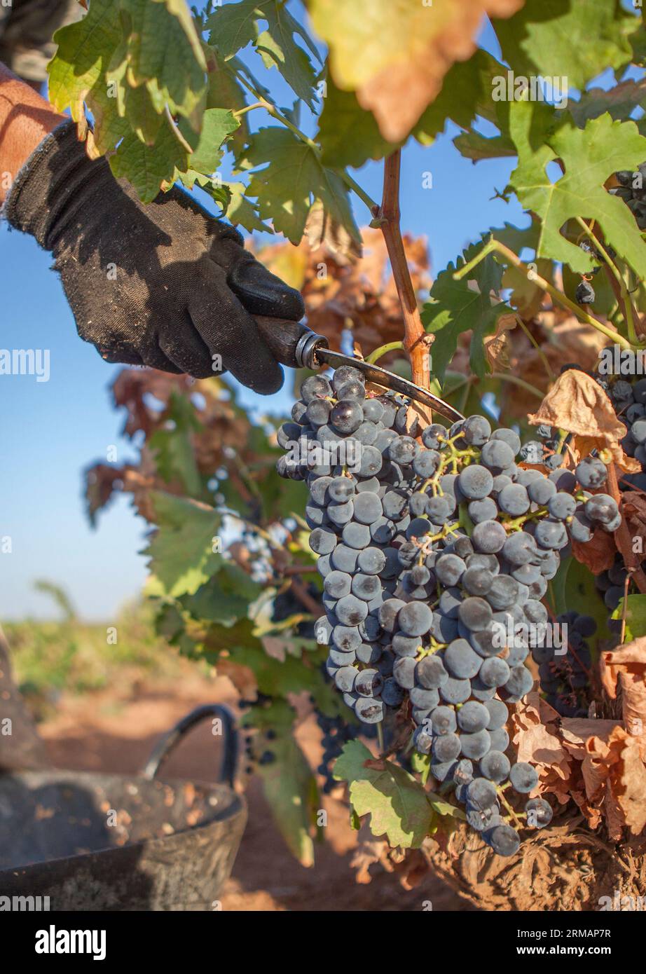 Grape picker working with special curved knife for harvesting and ...