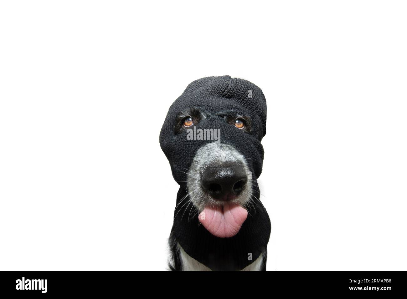 Portrait puppy dog celebrating halloween, carnival or new year's eve ...