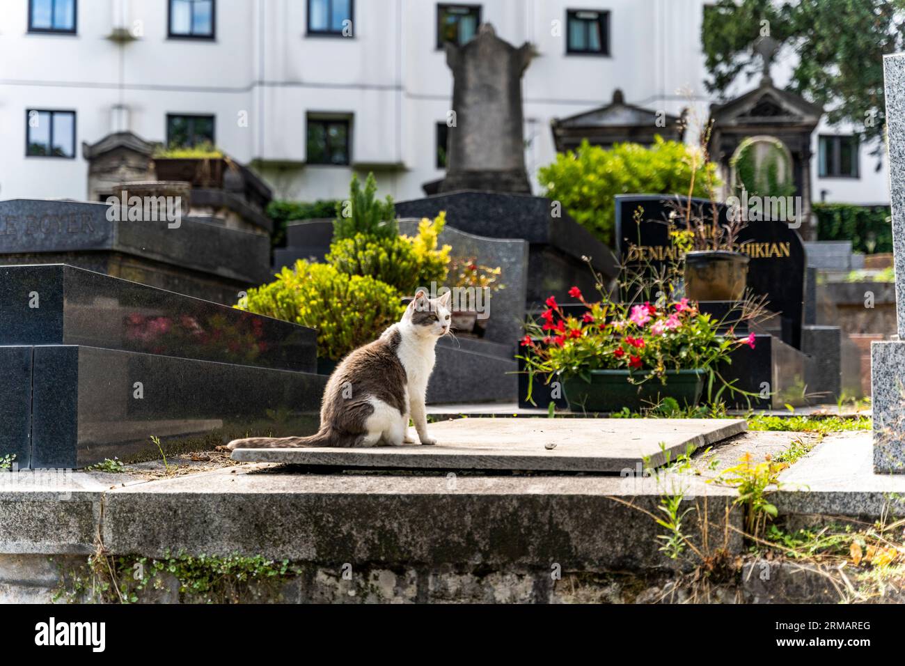 A cat in the Montmartre Cemetery, Montmartre district, where many ...
