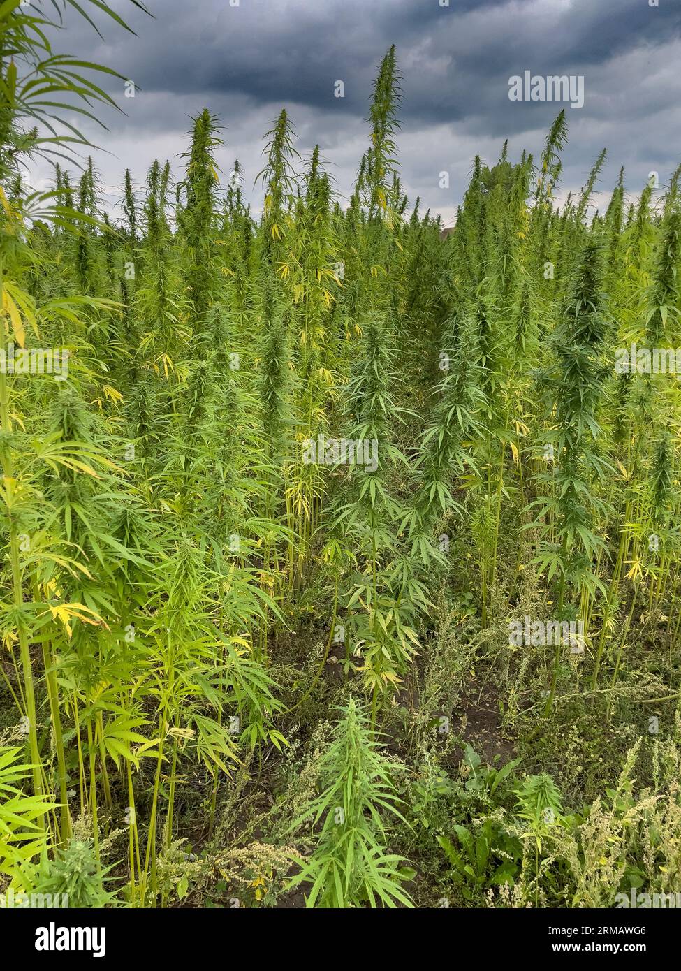 Marijuana legalisation hi-res stock photography and images - Alamy