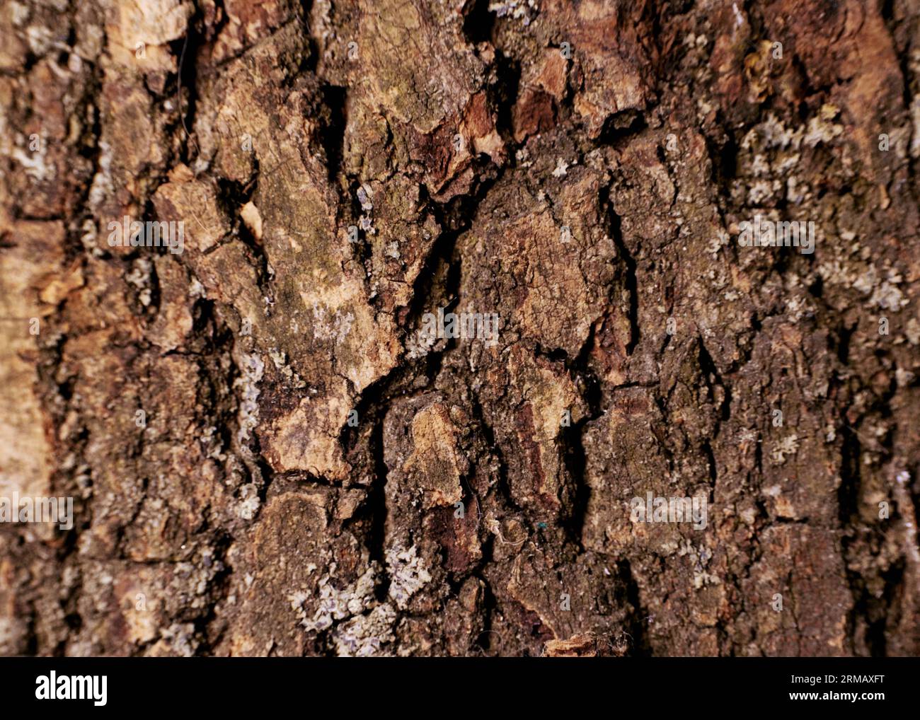 Oak bark wood background. Oak tree bark texture. Tough rude wooded ...