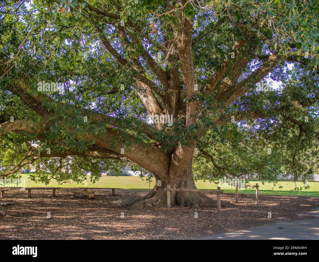 In historic Williamsburg, Virginia, a majestic oak tree takes center ...