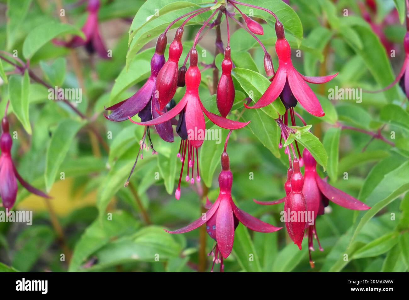 Fuchsia magellanica globose hi-res stock photography and images - Alamy