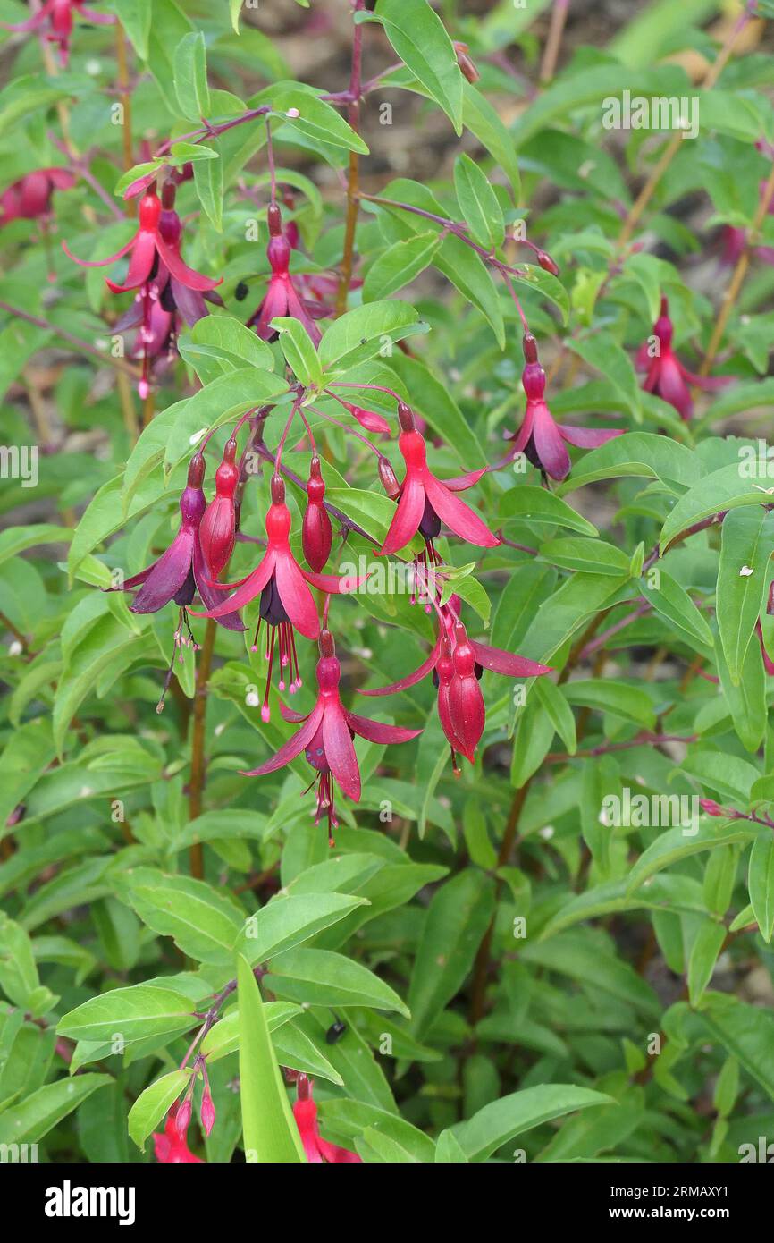 Closeup of the crimson red and dark purple violet flowers of the summer ...