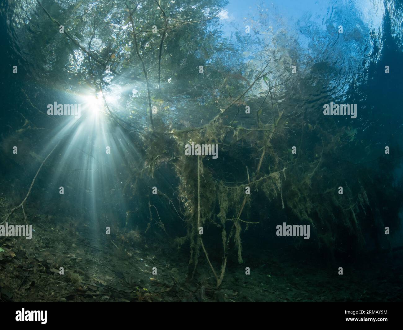 Baume unterwasser hi-res stock photography and images - Alamy